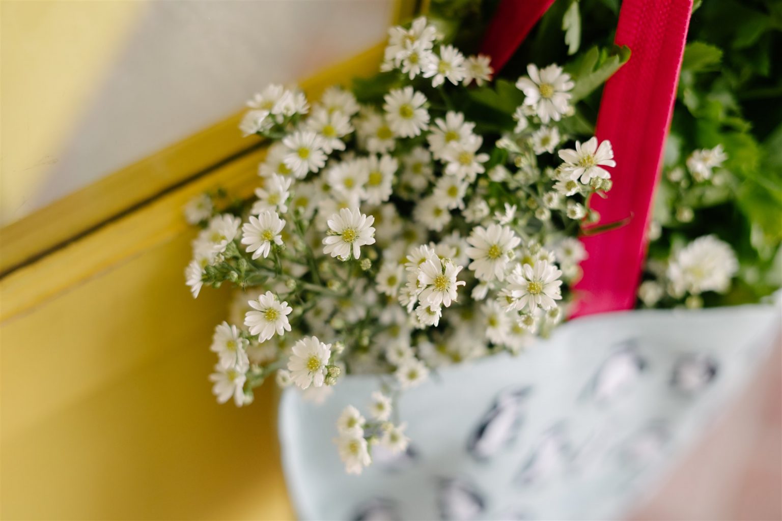 Icy Favourites | Illustrated products celebrating places in Southern Africa